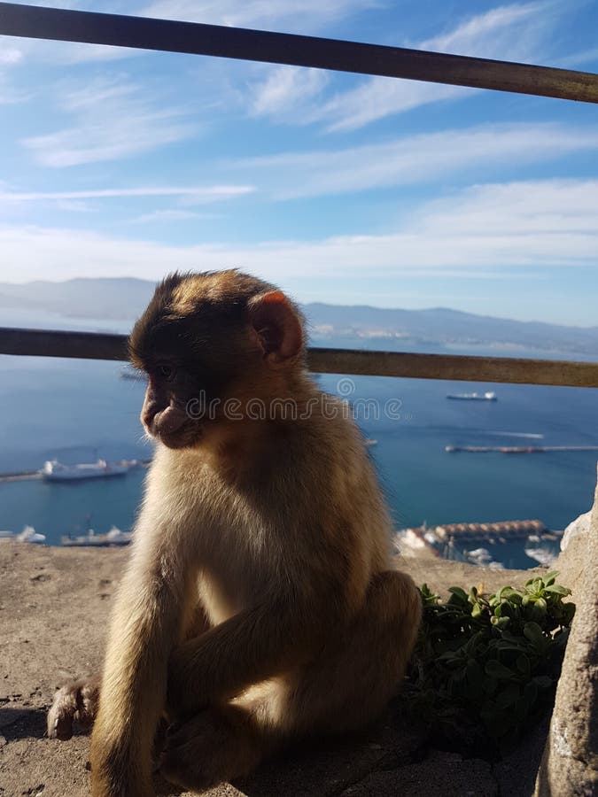 Animals stock image. Image of animals, monkey, beby - 174859759