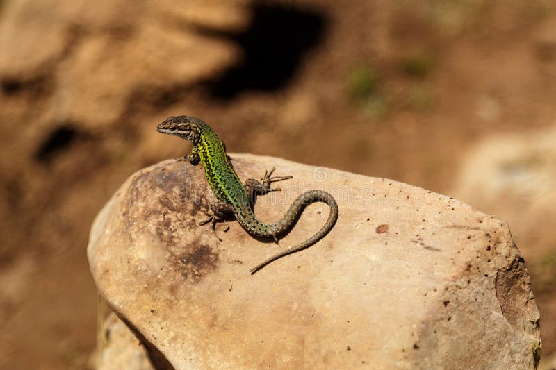 Animals in morocco stock photo. Image of amphibian, morocco - 276293400