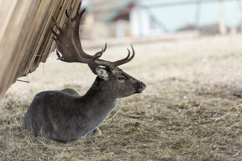 The Deer is Resting in the Pasture Stock Photo - Image of natural ...