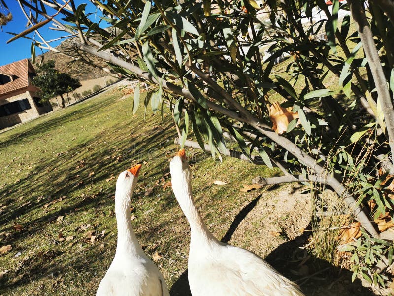 Animals Nature Live Life Green Hope Stock Photo - Image of green ...