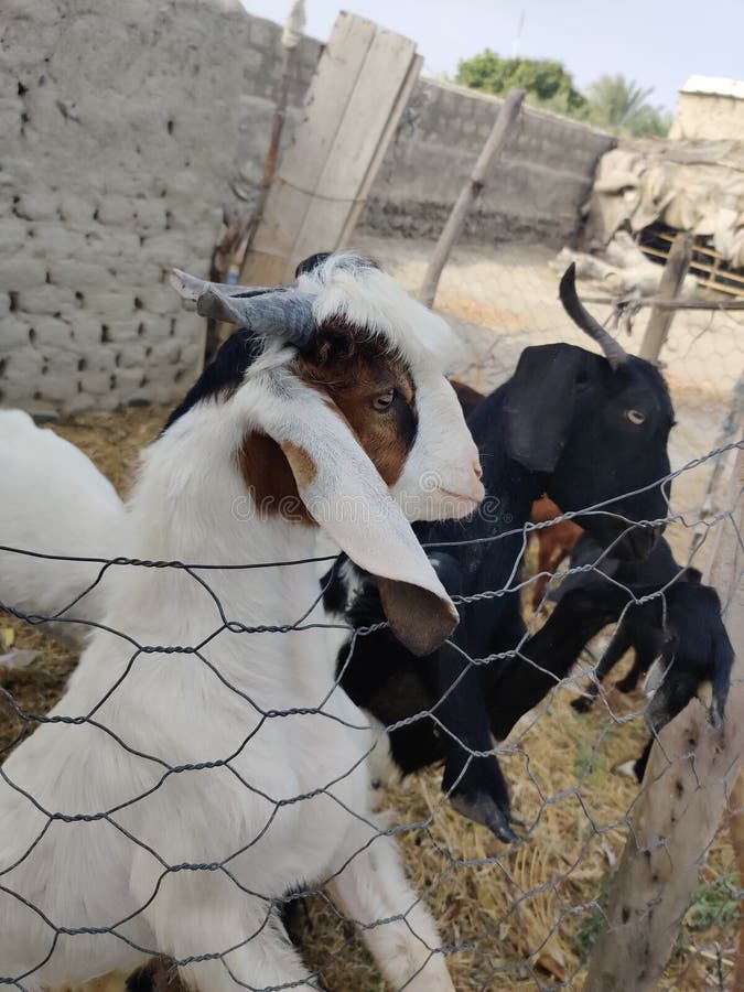 Animals stock photo. Image of nice, ghot, beautiful - 283816018