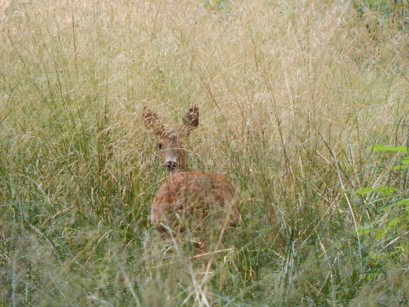 Animals on the North German Baltic Coast Stock Photo - Image of lawn ...