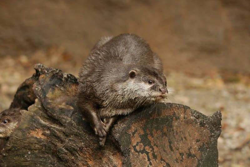 Animals: otter on a log stock image. Image of hair, face - 7235779