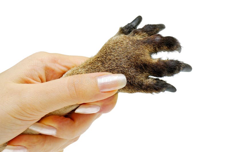 Animals Paw Picture. Image: 4842498