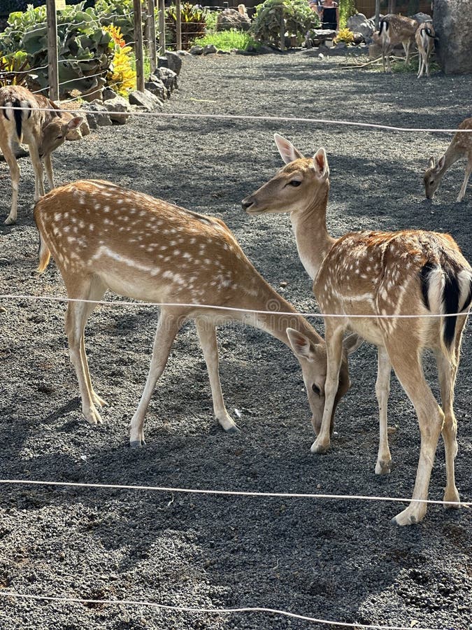 Animals in Pen with People on a Bench Stock Photo - Image of ...