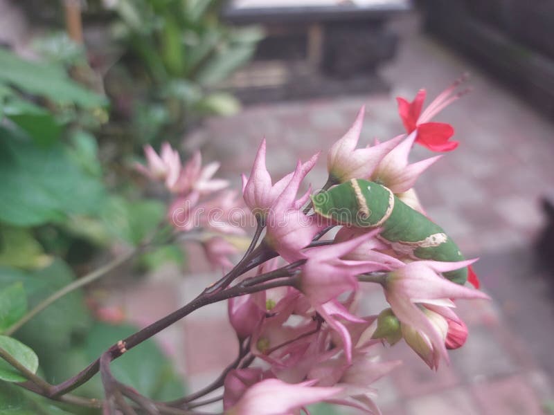 Animals with the Pink Flowers at My Garden Stock Photo - Image of ...