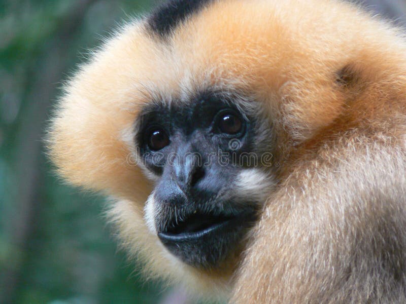 Amazed Monkey Hanging by the Tail, Colombia Stock Photo - Image of ...