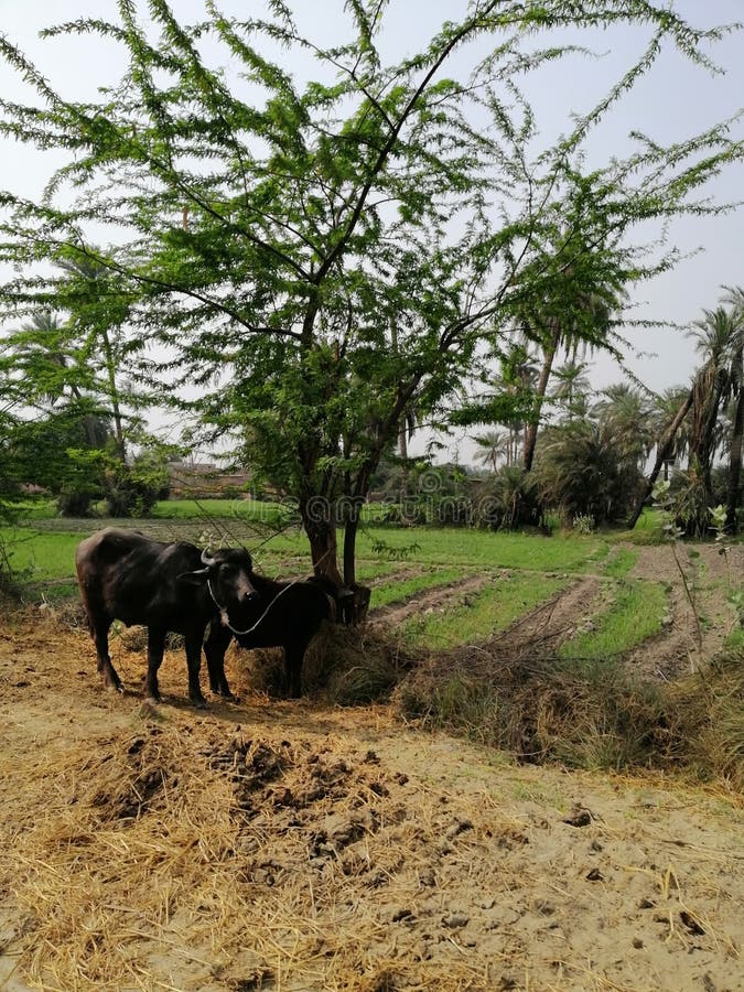 Animals are precious stock image. Image of mammal, savanna - 179976743