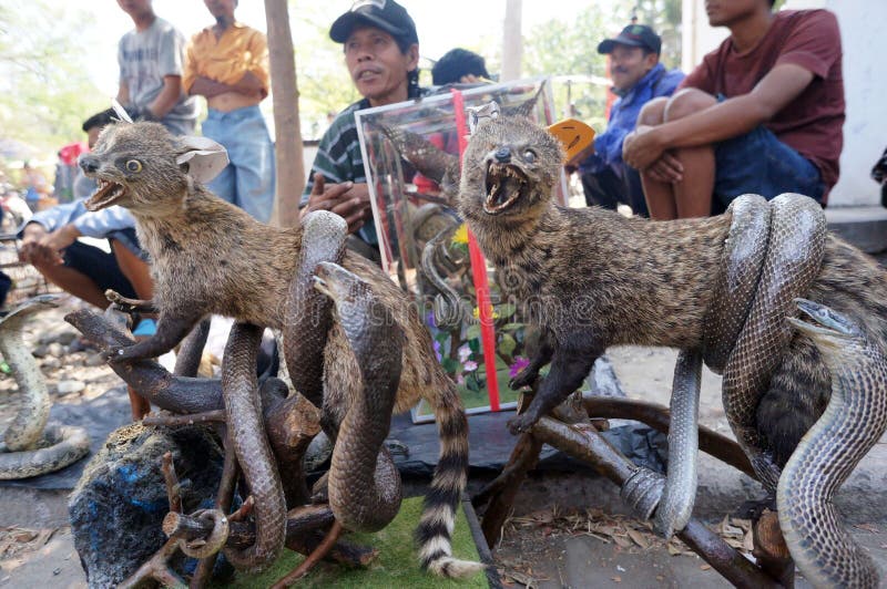 Animals preserved editorial photography. Image of preserved - 58969642