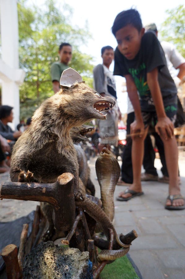 Animals preserved editorial stock photo. Image of temple - 58969998