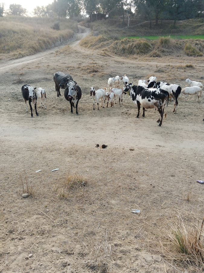 Animals : Ready To Go Back Home in the Evening .misrial Talagang ...