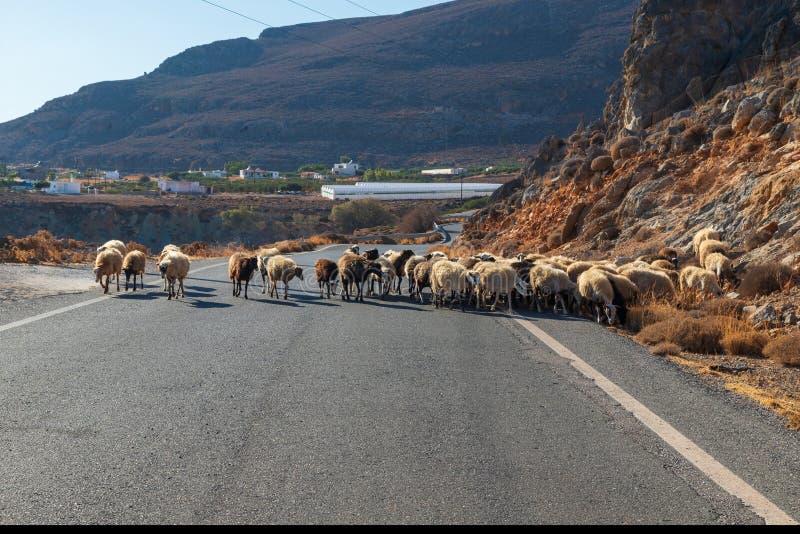 Animals on the Road in Greece. Sheep on a Stately Road on the Island of ...