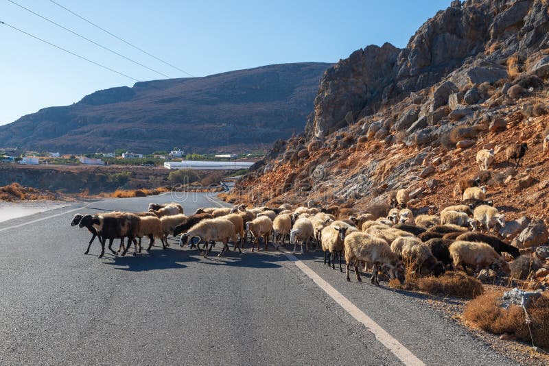 Animals on the Road in Greece. Sheep on a Stately Road on the Island of ...