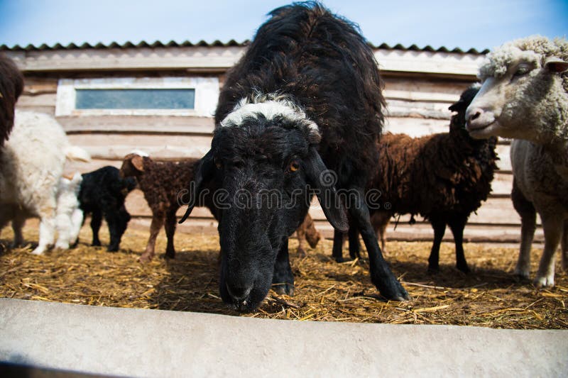 Animals on a rural farm stock photo. Image of farm, animals - 91158804