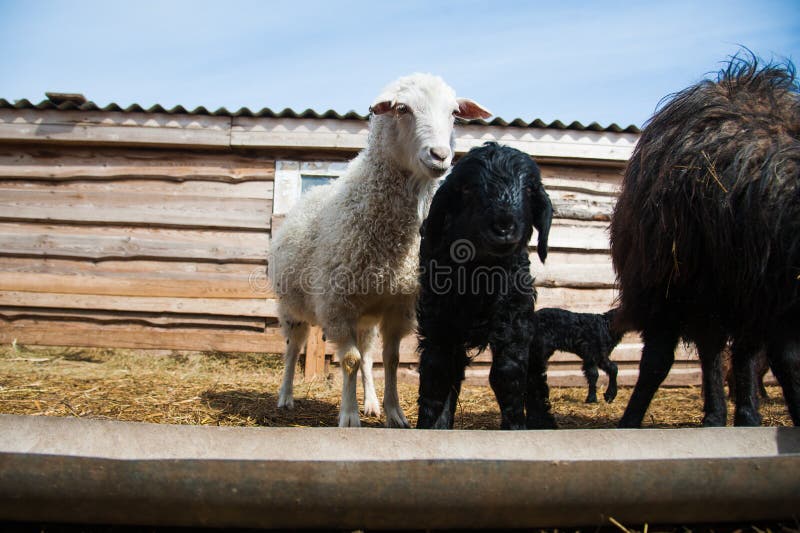 Animals on a rural farm stock photo. Image of spring - 94198210