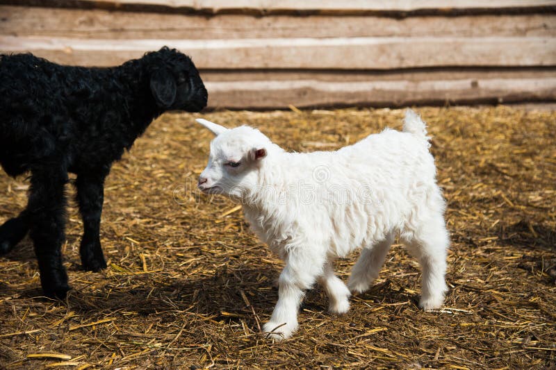 Animals on a rural farm stock image. Image of animals - 94198329