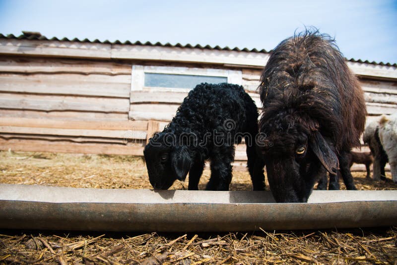 Animals on a rural farm stock image. Image of animals - 94574029