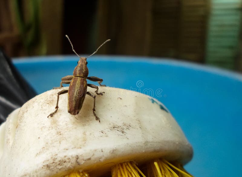 Strange friendly bug stock photo. Image of life, colorful - 126671614