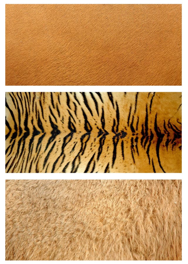 Africa Animal Pattern Texture Skin,fur & Feathers Stock Image - Image ...