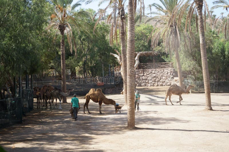 The Bactrian Camel Camelus Bactrianus and the Dromedary Camel Camelus ...