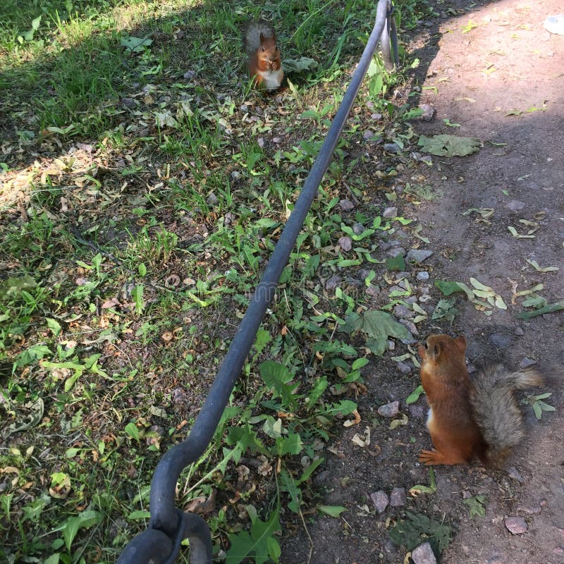 Animals Squirrels Grass Division Two Stock Image - Image of grass ...
