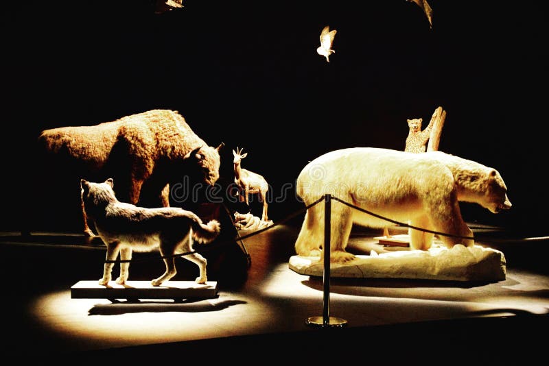 Animals editorial image. Image of bear, museum, buffalo - 144192310