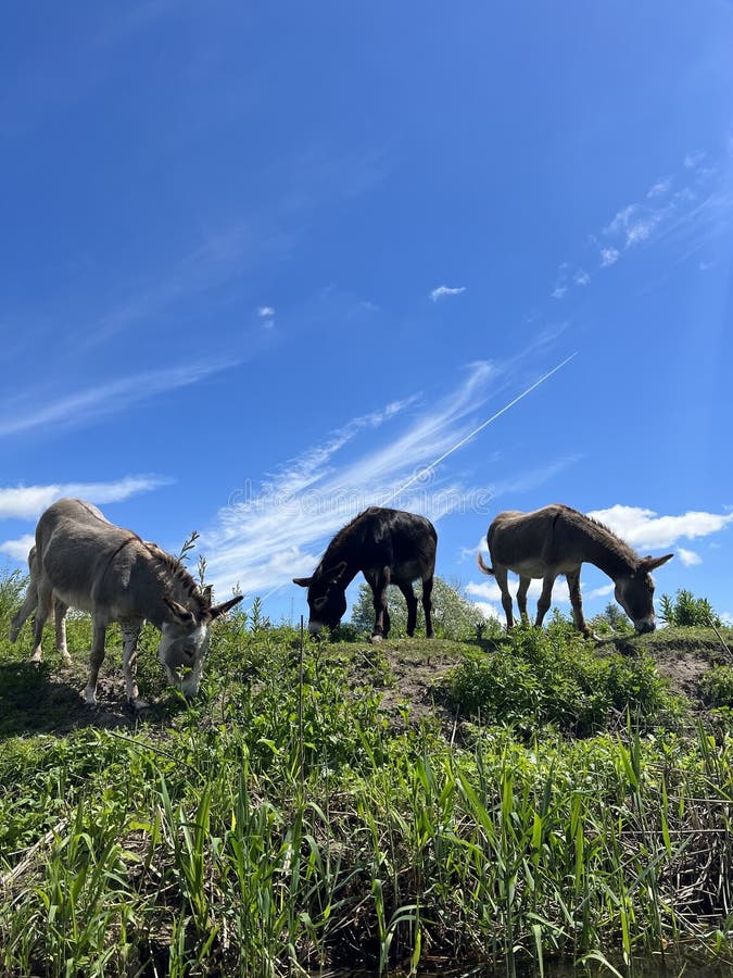 3 donkeys on the wild stock image. Image of self, eating - 337836839
