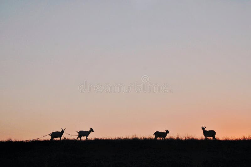 Animals at sunset stock photo. Image of wall, evening - 196419868