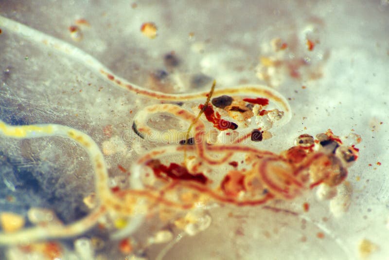 Animals of the Tidal Zone of the Seas Stock Image - Image of lugworm ...