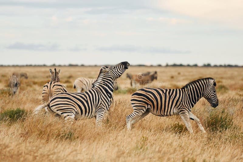 Animals is Together. Zebras in the Wildlife at Daytime Stock Image ...