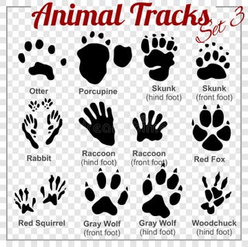 Skunk Tracks Stock Illustrations – 22 Skunk Tracks Stock Illustrations ...