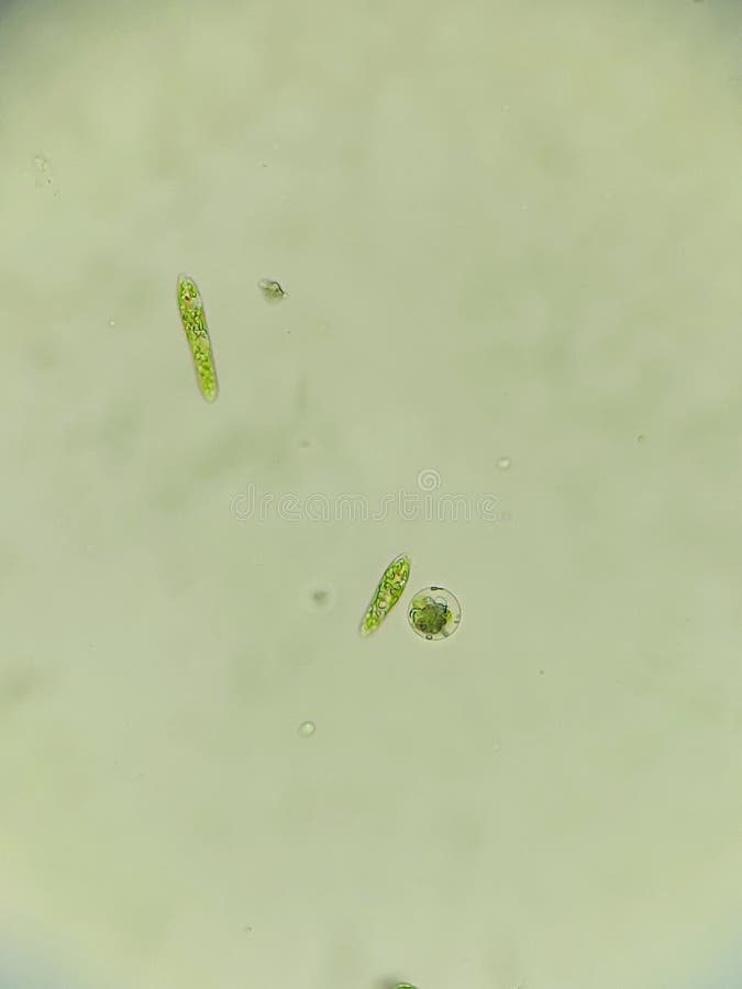 Animals Under the Microscope Stock Image - Image of sketch, design ...