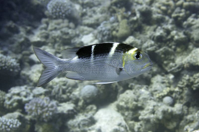 Animals Underwater - Bream Fish Stock Photo - Image of bream ...
