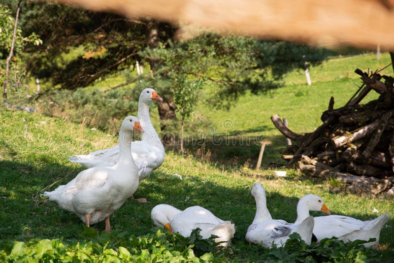 ANIMALS: White Ducks in Nature Stock Image - Image of duck, goose ...