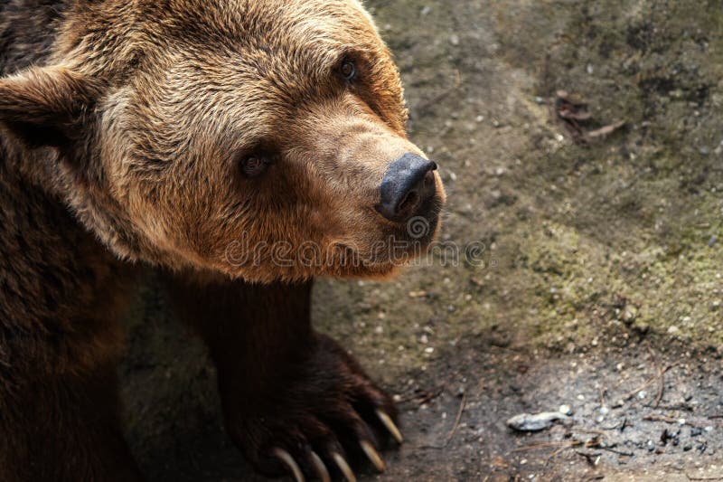 Animals in the wild stock image. Image of green, whiskers - 315139851