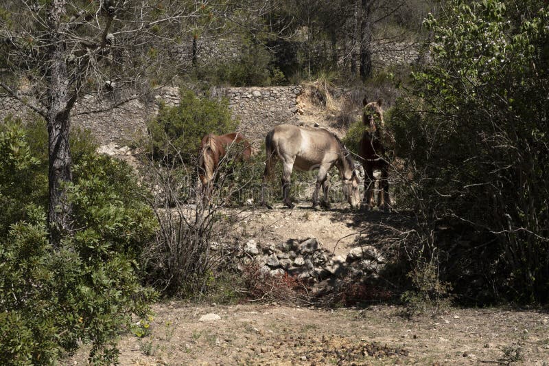 Animals in the Wild. Horses Walk in the Mountains Stock Image - Image ...
