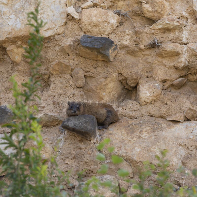 Animals in the Wild at the Moment of Rest Stock Image - Image of nature ...