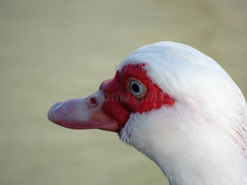 White duck whith blue eyes stock image. Image of wildlife - 153807063