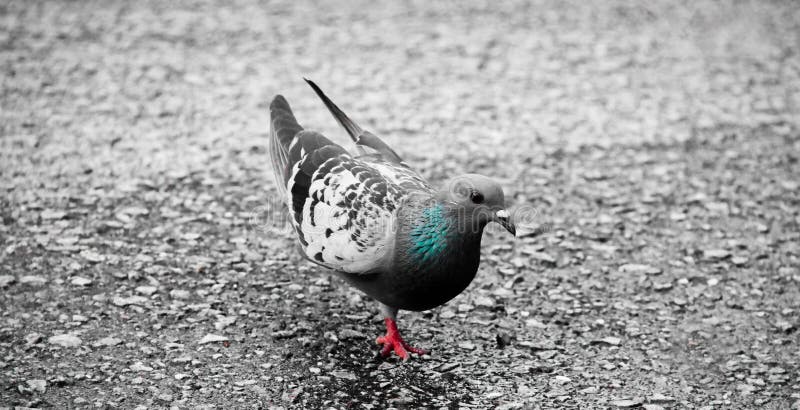 Animals and wildlife stock photo. Image of road, foot - 199654780