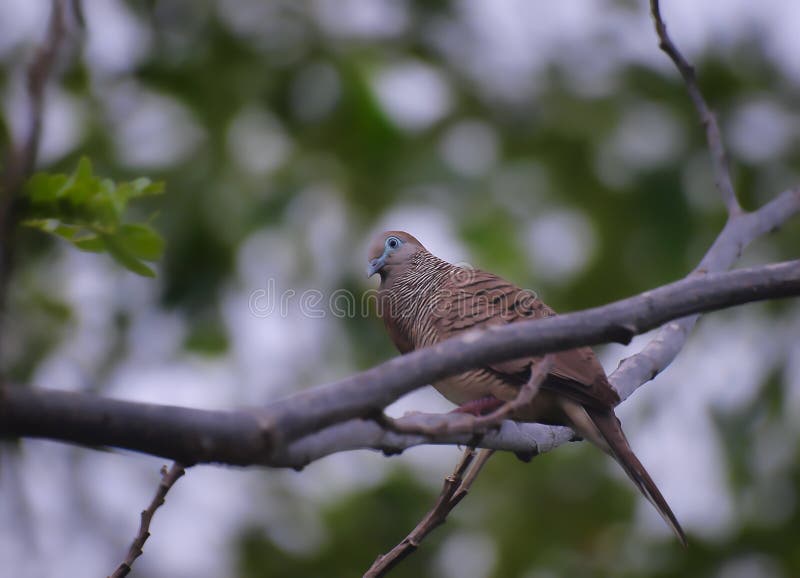 Animals and wildlife stock photo. Image of animals, interior - 212714936
