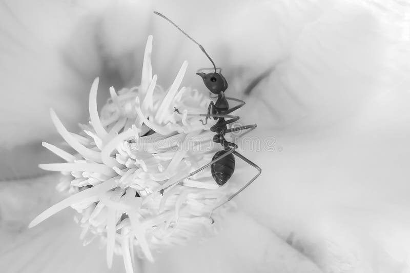 Animals/wildlife stock photo. Image of deformed, black - 155065918