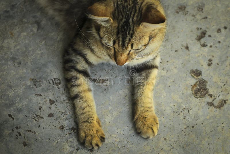 Animals/wildlife stock image. Image of look, shape, rest - 165661575