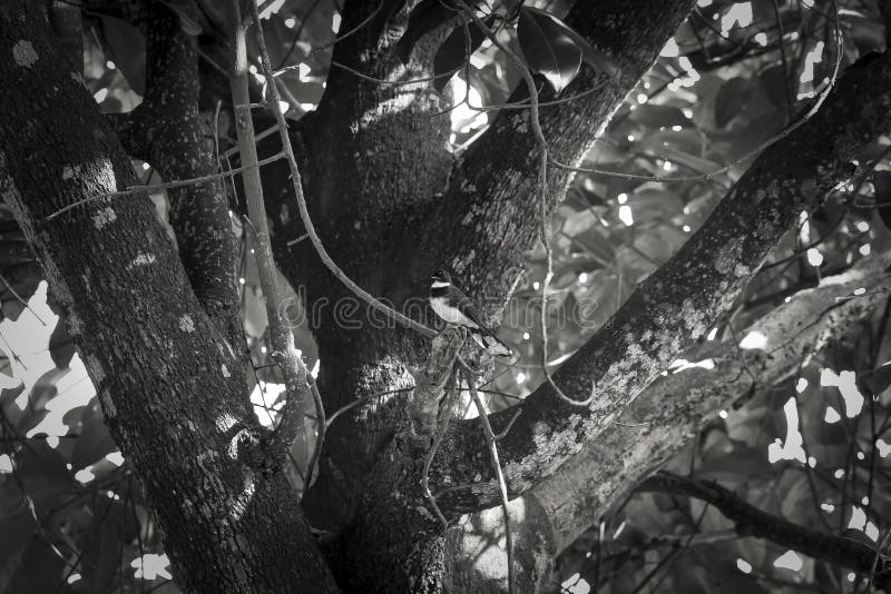 Animals/wildlife stock photo. Image of gradient, nature - 166026152