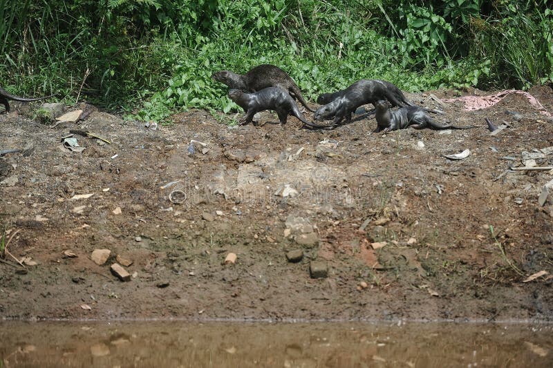 Animals and wildlife stock image. Image of separated - 265178059