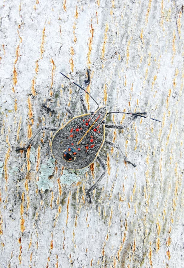 Animals and wildlife stock image. Image of animals, bark - 218242739