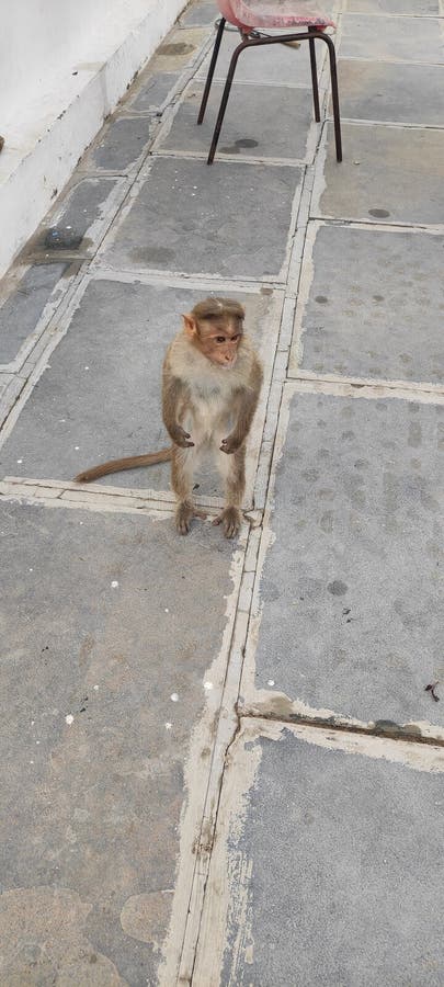 Animals Wildlife Monkey Standing Image Stock Image - Image of animals ...