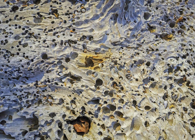 Animals/wildlife stock photo. Image of dead, shape, pattern - 158275106