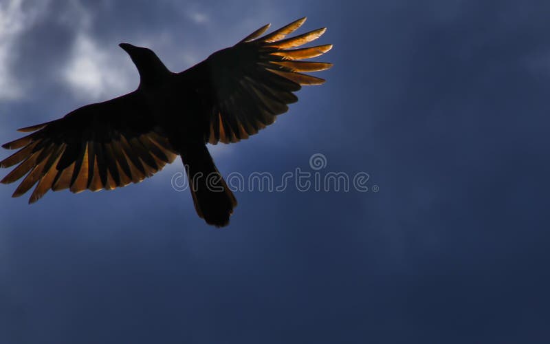 Shadow of birds flying off stock photo. Image of tree - 9284596
