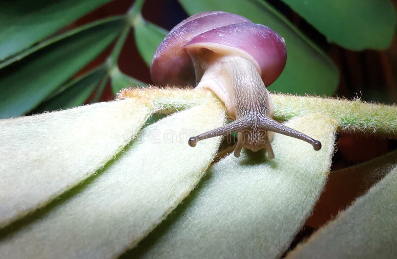 Animals/wildlife stock photo. Image of malaysia, international - 174835548