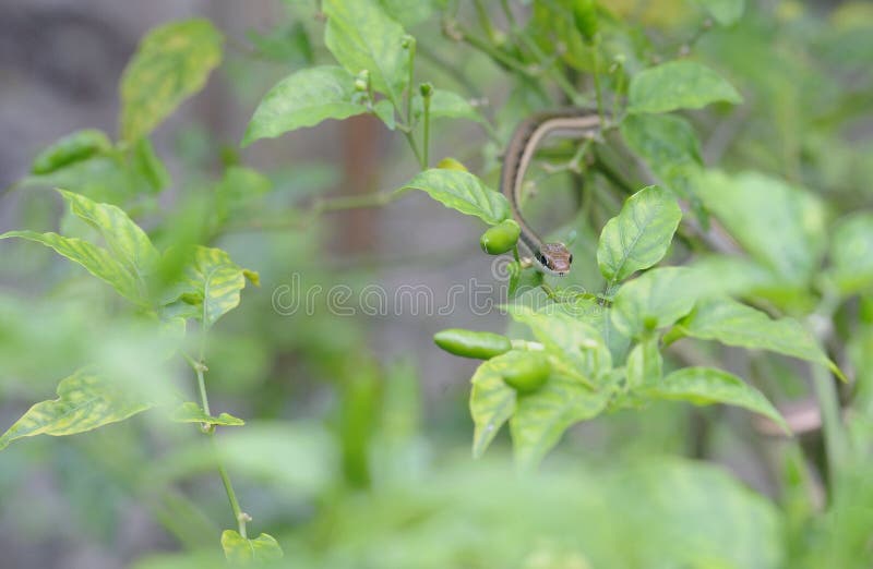 Animals and wildlife stock photo. Image of chili, animals - 228973476